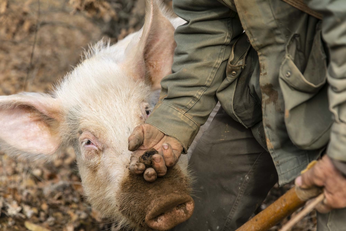 [FRANCE] Le cavage de la truffe au cochon - thibautvergoz
